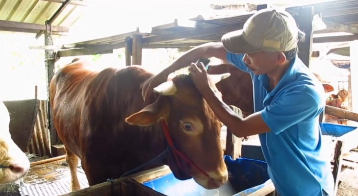 Fakta Unik, Sapi Diterapis Pijat Agar Sehat dan Bebas Stres Jelang Idul ...